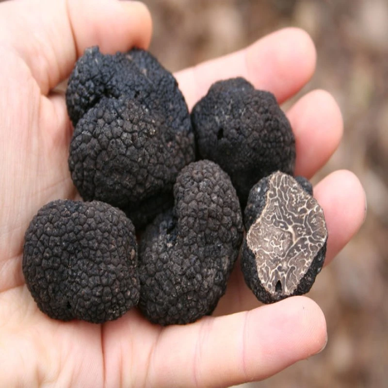 Tuber brumale ή Χειμωνιάτικη μαύρη τρούφα - Forage.gr